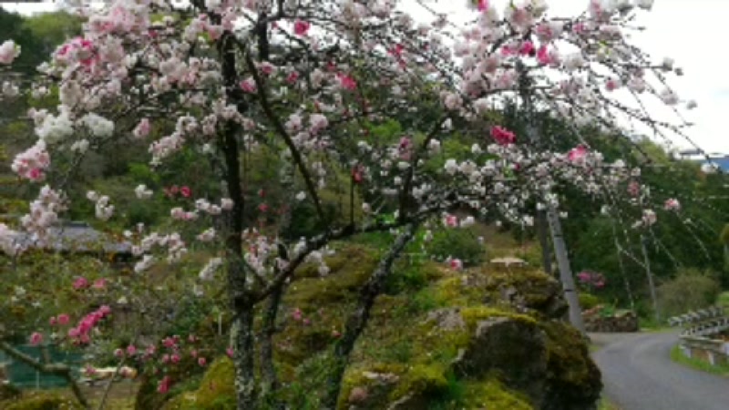 頑張ってトイレ掃除した、風呂 - 2023/8/11(金) 21:34開始 - ニコニコ生放送